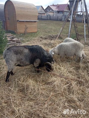 Продам барана