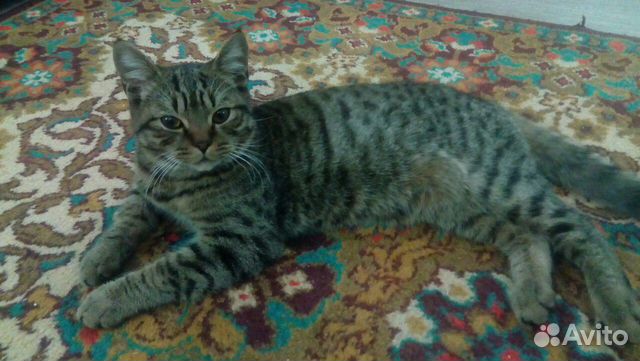 Британский молодой котик