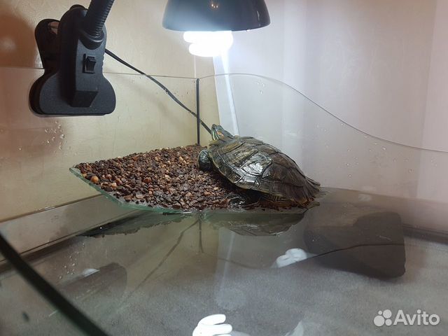 Черепаха красноухая и аквариум (черепашник)
