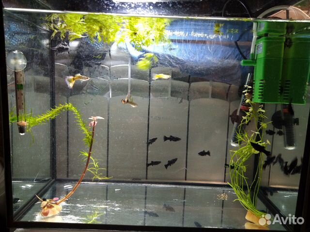 Отдам рыбок молли-подростки