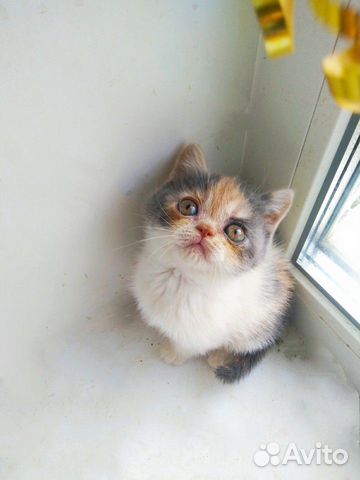 Очаровательные бриташки