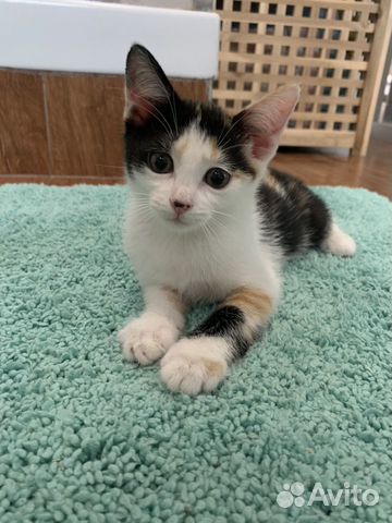 Трехцветная малышка Пипа