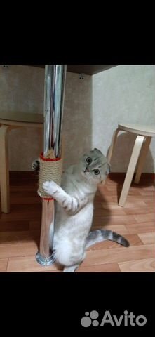 Продам кошку