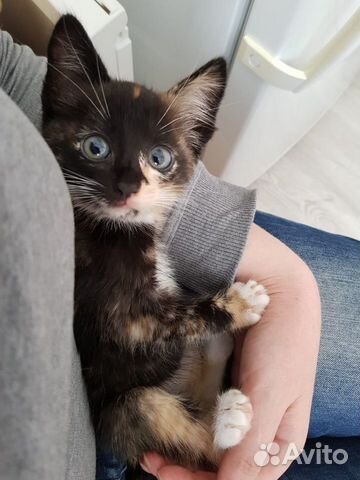 Отдам котенка Ириска, 1,5 месяца