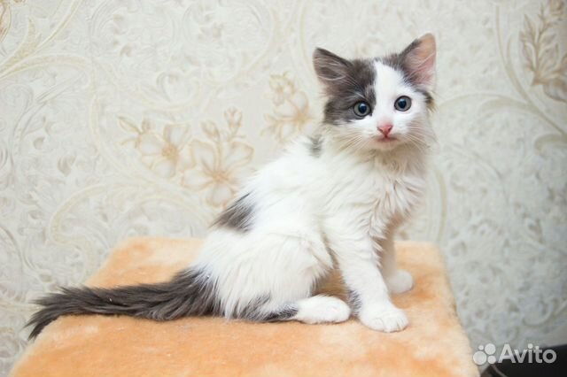 Пристраивается котёнок мальчик