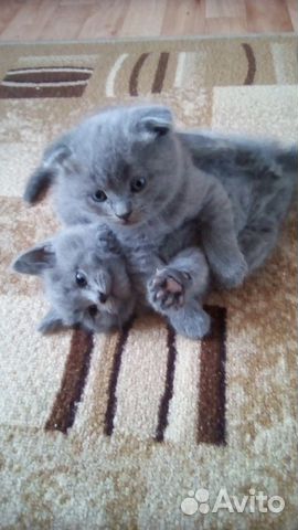 Продам британских котят(вислоух. и прямоух.)