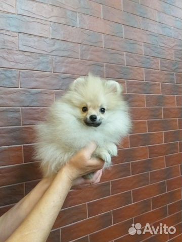 Мини пом мальчики