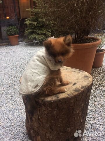 Благородный принц ищет принцессу