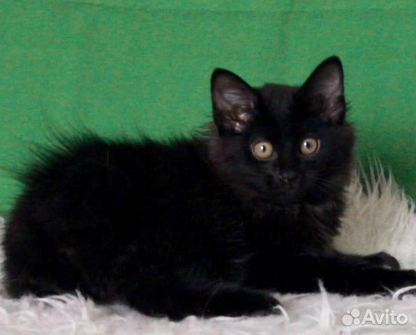 Клубные котята курильского бобтейла