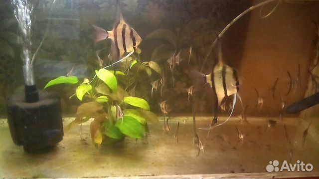 Скалярия "Рио Нанай"