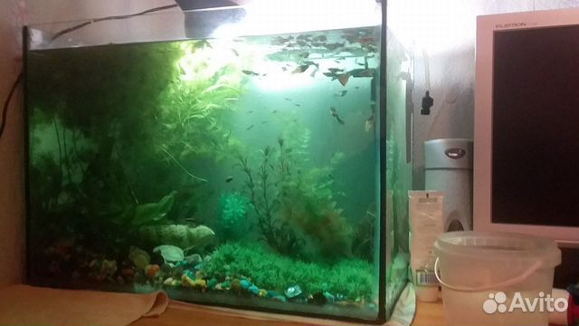 Акквариум