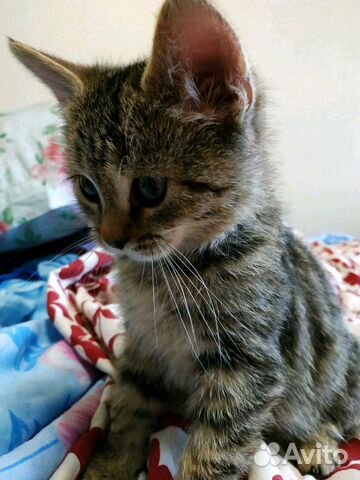 Котенок мальчик в добрые руки