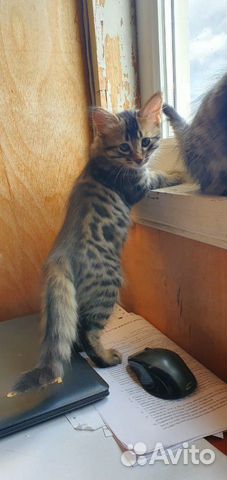 Котенок бенгала