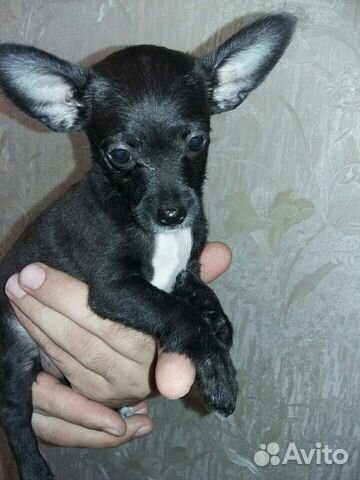 Чихуахуа щенки- метисы