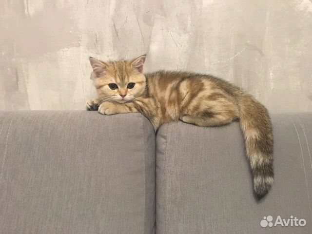 Британская мраморная кошечка