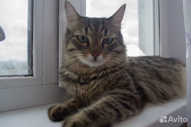 Котик Джонни