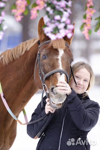 Тракененский мерин