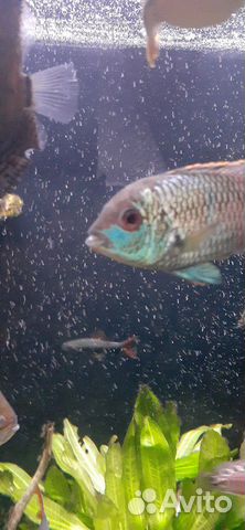 Рыба нанокары подростки