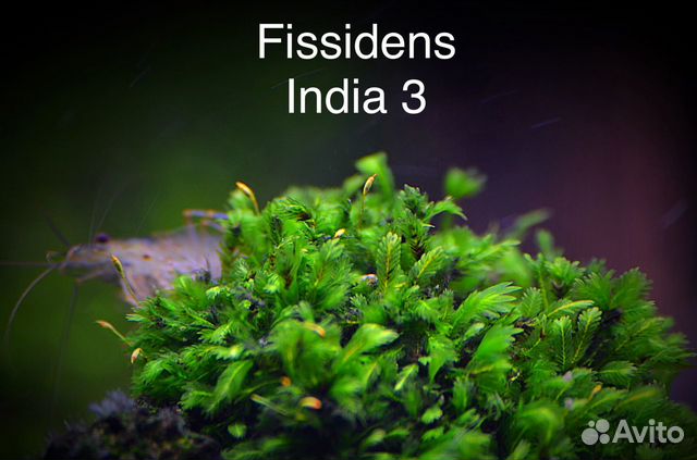 Мхи аквариумные