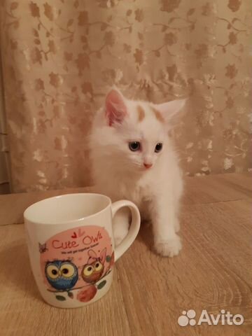 Котёнок 2 мес. (мальчик)