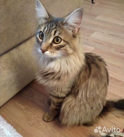 Отдам котенка в хорошие руки
