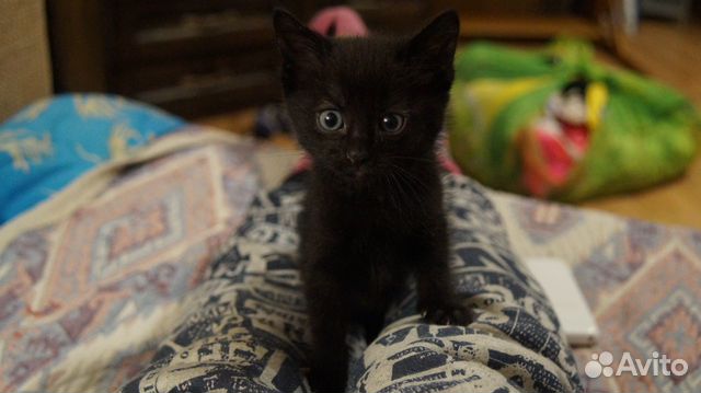 Милые домашние котята 1.5мес