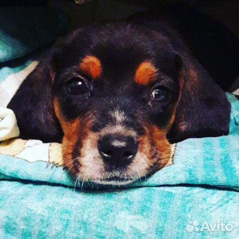 Вязка бигль