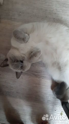 Ищем кота шотландского для вязки