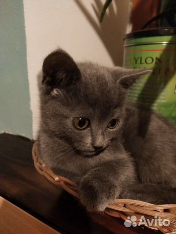 Полупородистый котенок-девочка