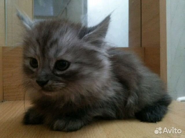 Лапусечка (котенок девочка)