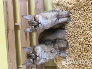 Котята пиксибоб из питомника