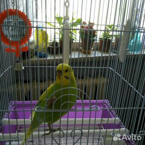 Попугай отдам вместе с клеткой