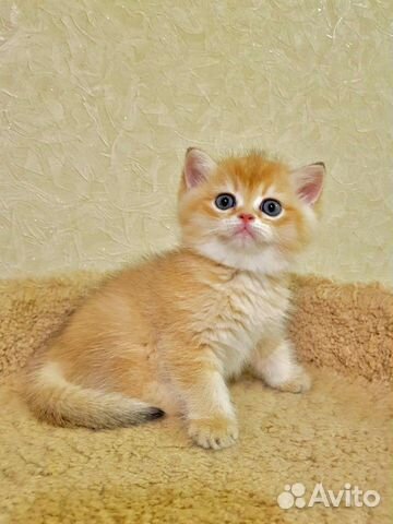 Золотой бриташка