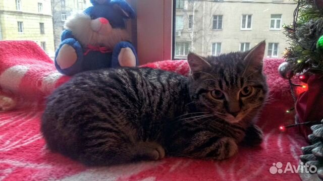 Кошечка 3 мес. Новогодную сказку впустите в дом