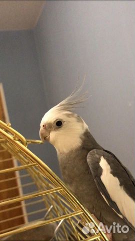 Попугай карелла