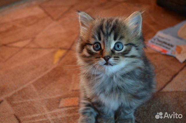 Котята британской ангорской кошки