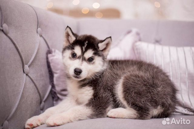 Девочка Хаски Ласковая Спокойная