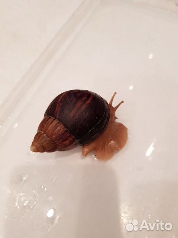 Улитка арха ахатина иммакулята в дар