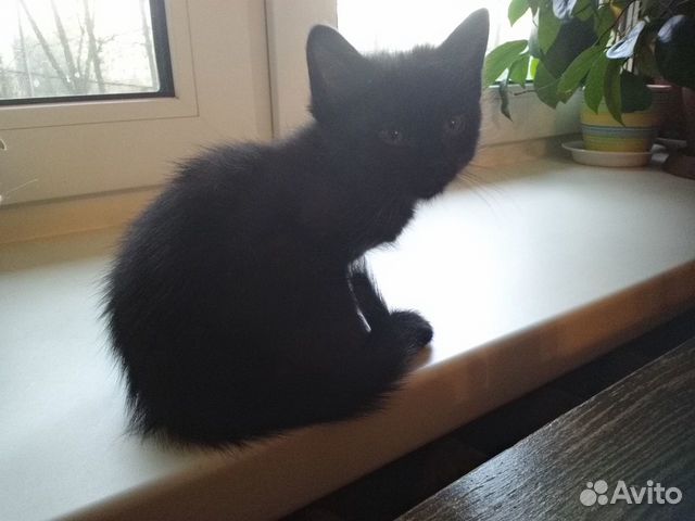 Котята. Отдам в хорошие руки