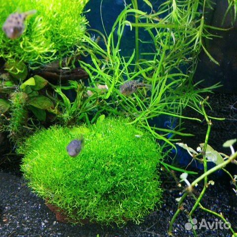 Карликовый тетрадон