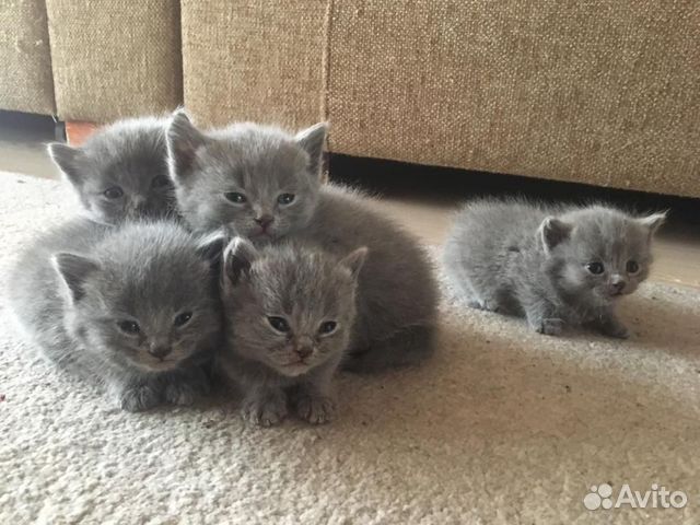 Котята полукровки