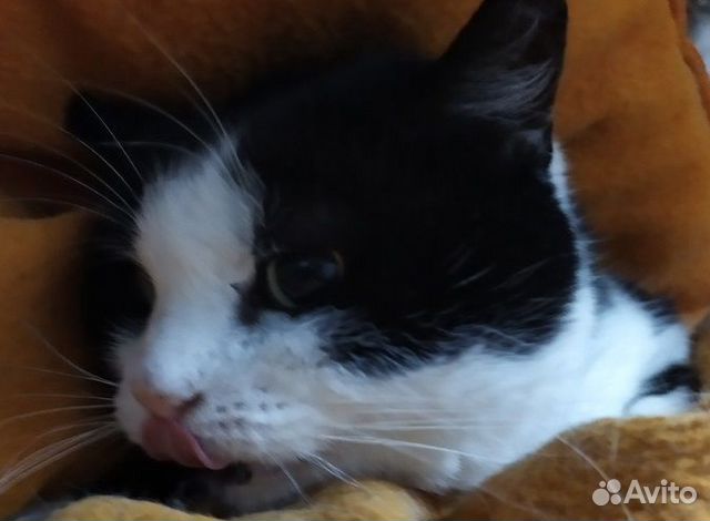 Дакота - кошка с красивой душой