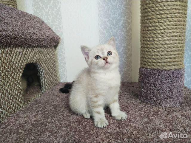 Шотландский котёнок