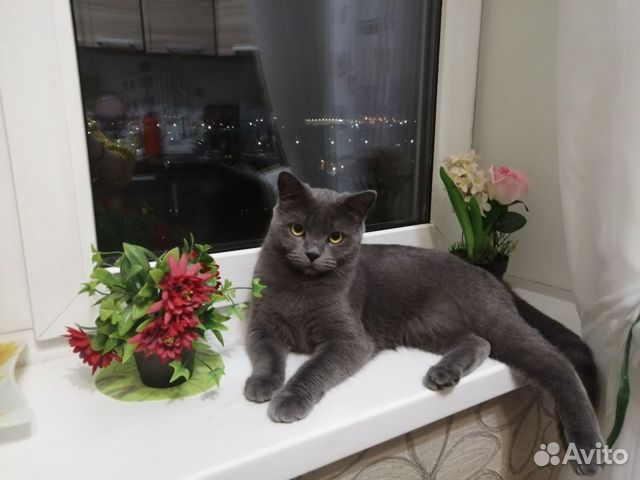 Кошка