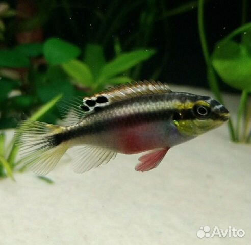 Пельвикахромис пульхер