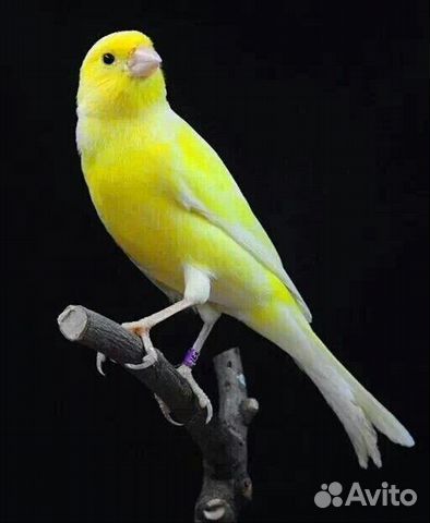 Продаю канареек