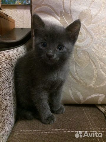 2 волшебных котенка