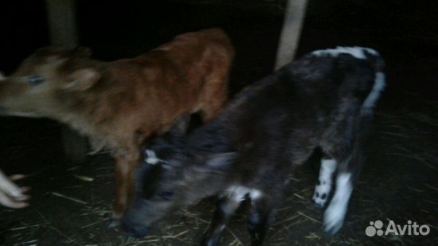 Тёлочка и бычок