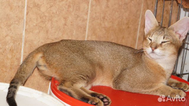 Чаузенок "Гоша"