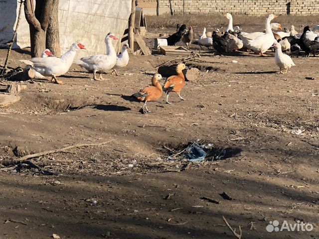 Каюга (кайюга), изумрудная утка